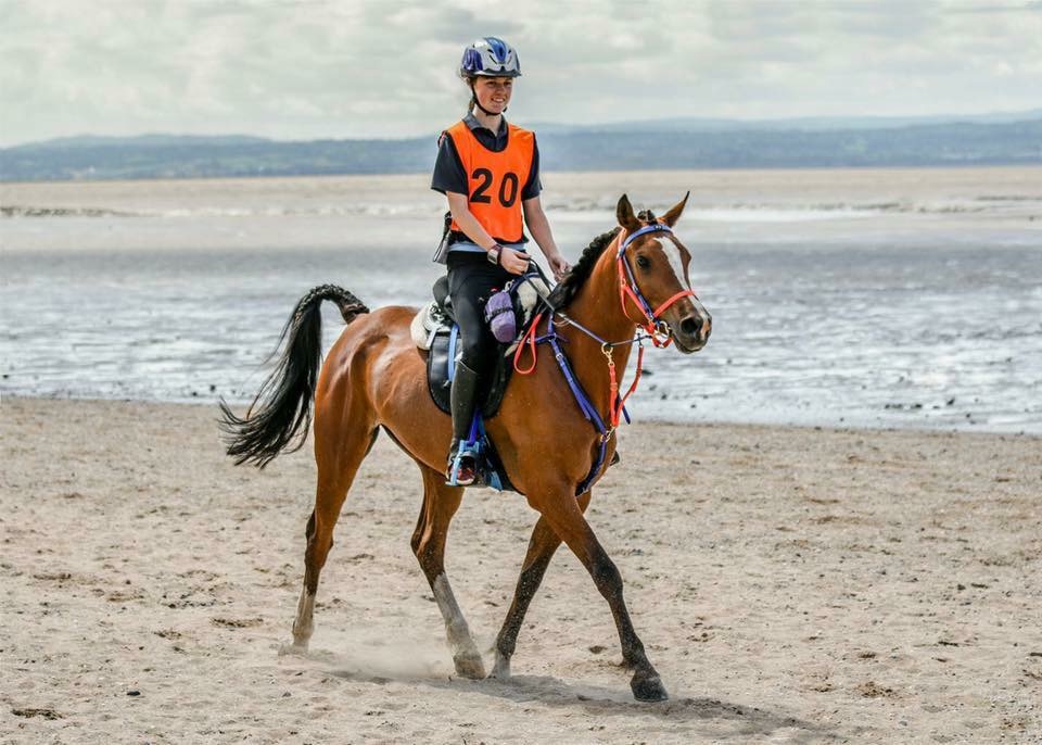 Oakley s Endurance Journey Bransby Horses Oakley s Endurance Journey Bransby Horses