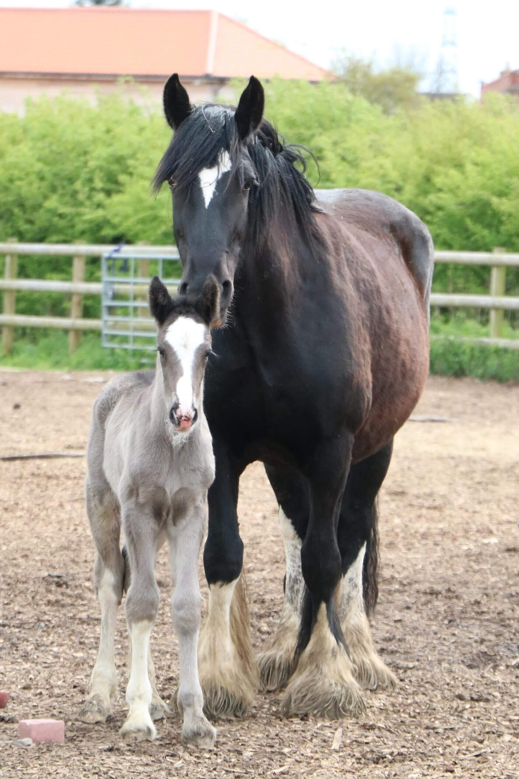Shires Bransby Horses Shires Bransby Horses