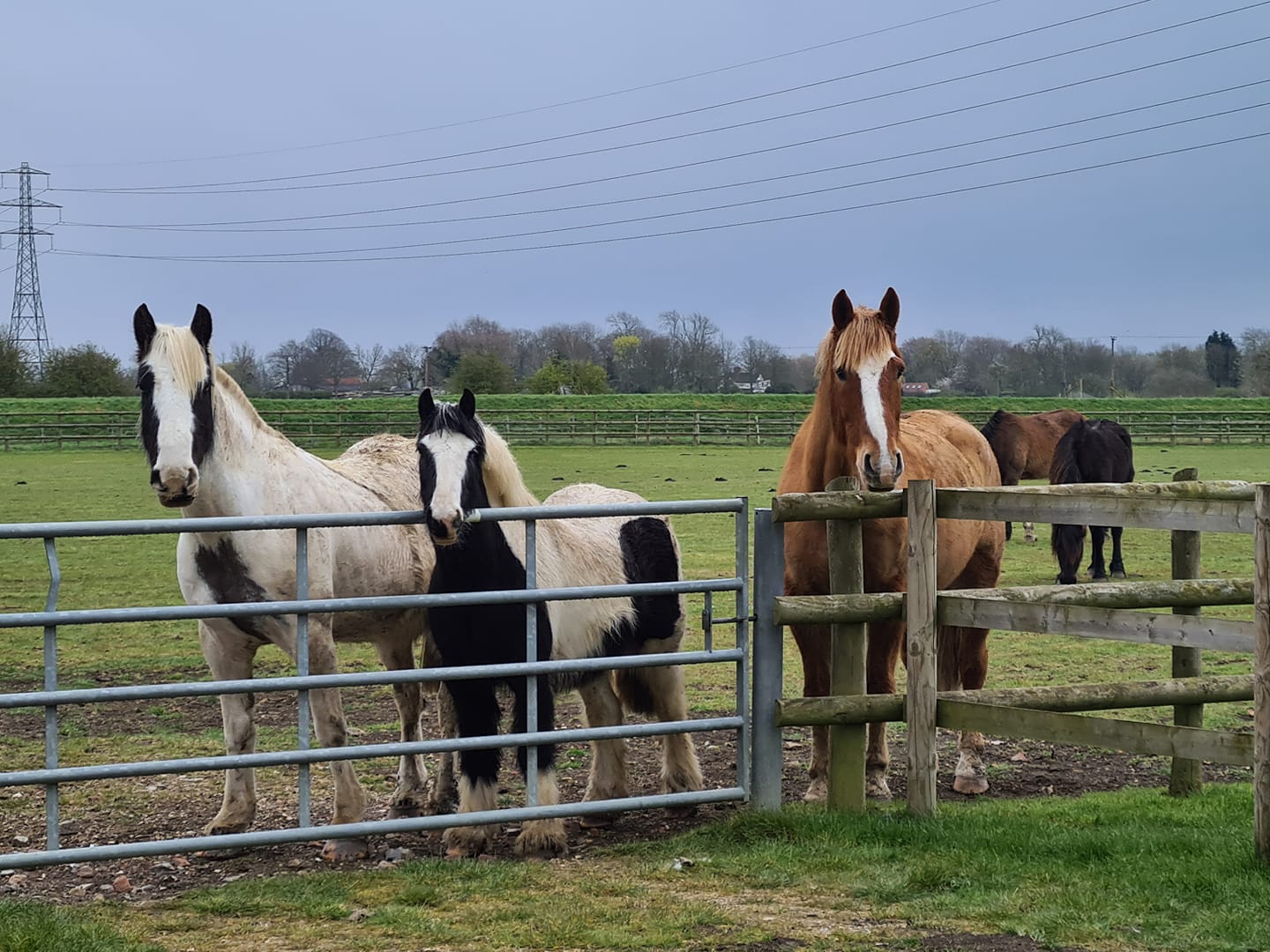 170871598 4414629201900469 806060595828506165 n Bransby Horses 170871598 4414629201900469 806060595828506165 n Bransby Horses