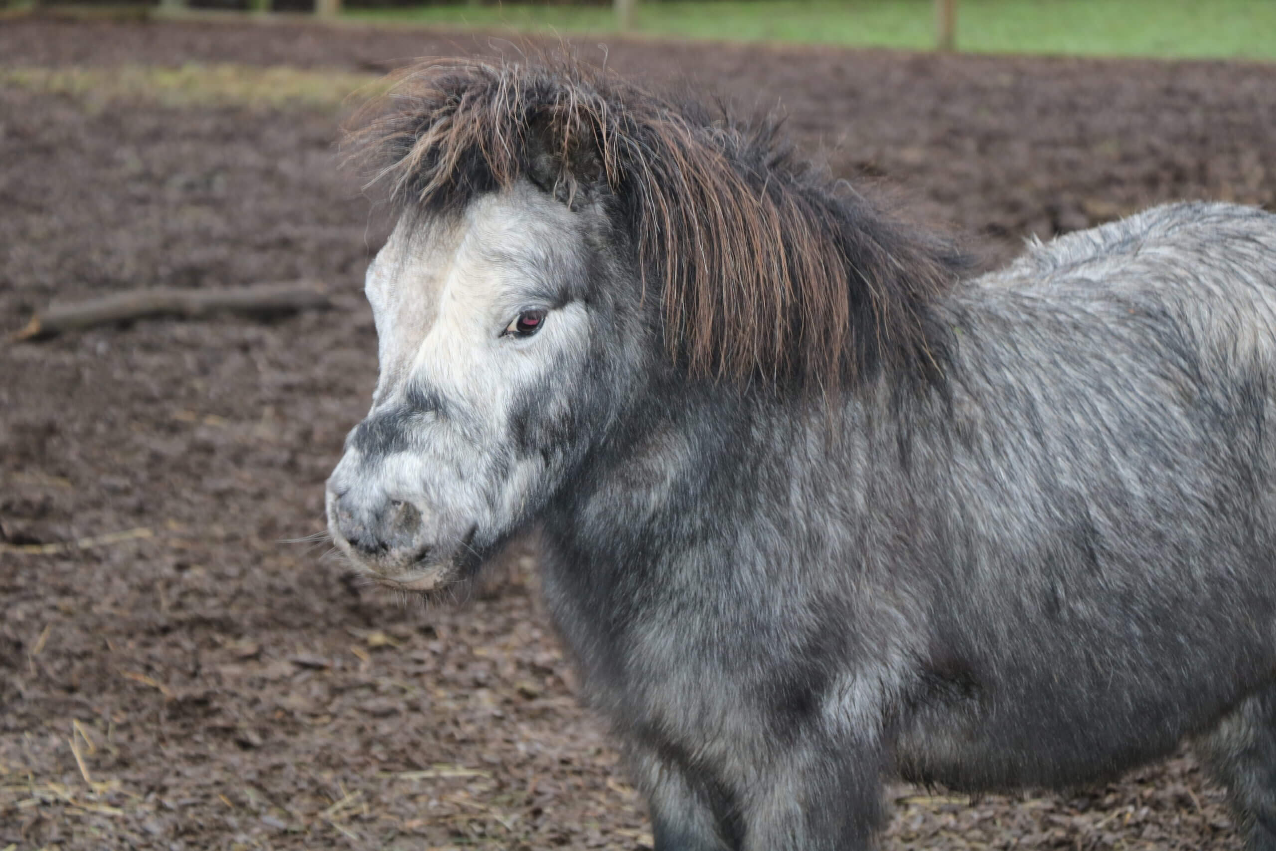 Remembering Pistachio Bransby Horses Remembering Pistachio Bransby Horses