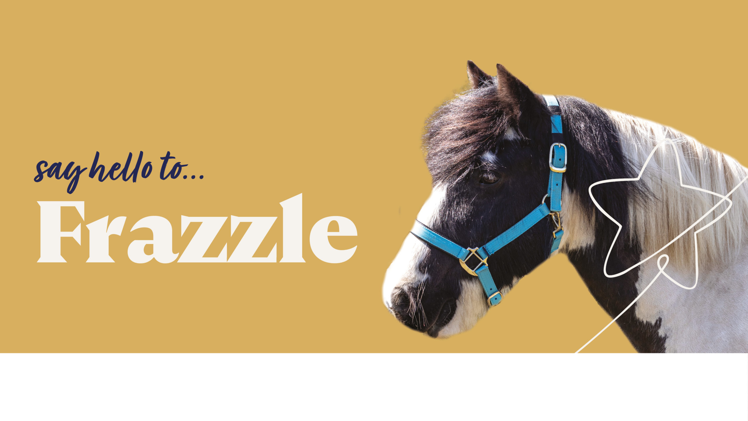 Frazzle - Bransby Horses