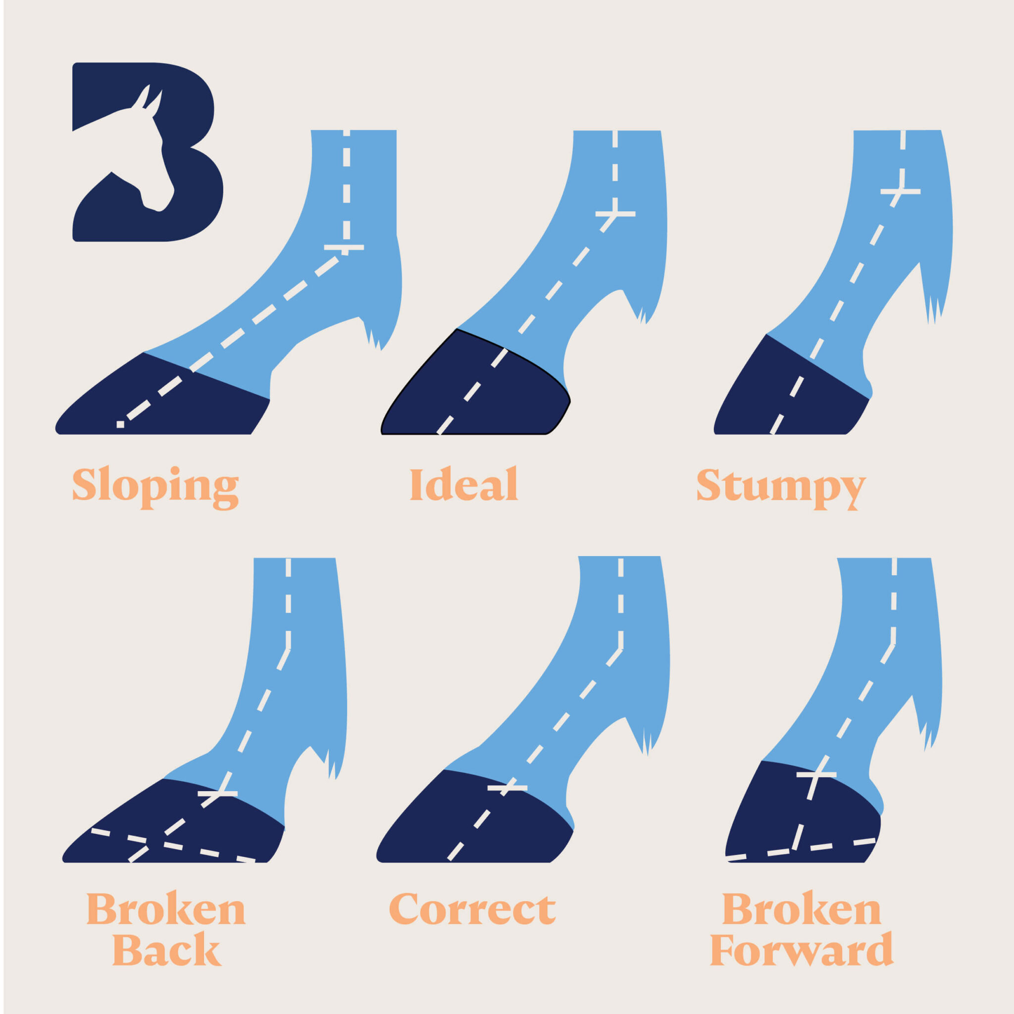 The Importance of Hoof Care - Bransby Horses