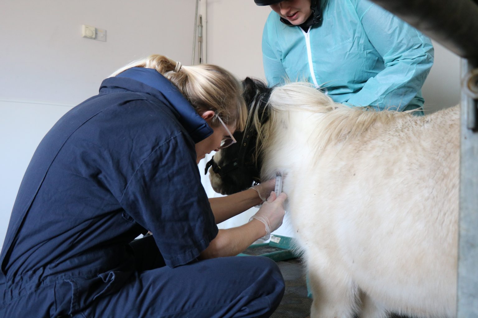 Equine Veterinary Surgeon - Bransby Horses