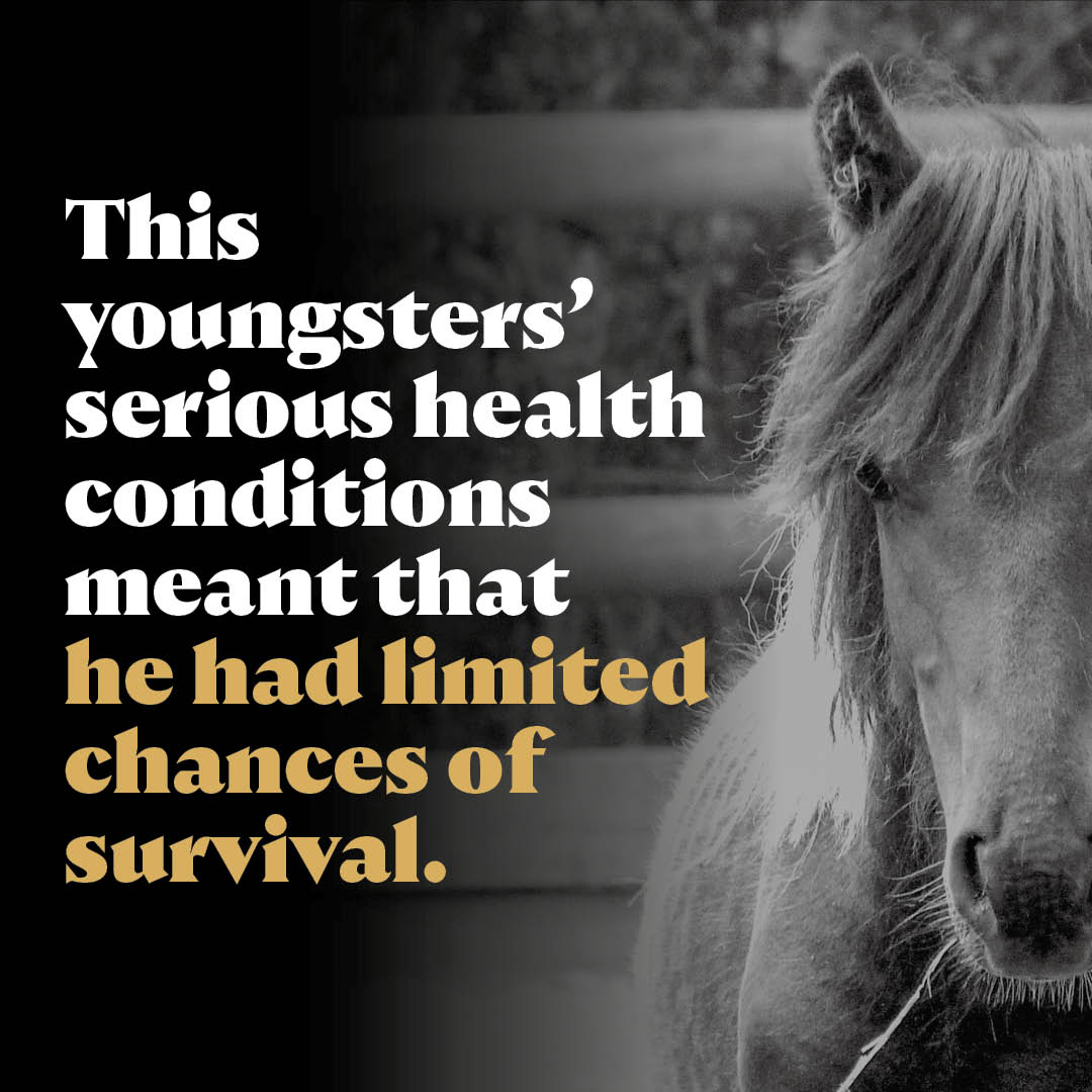 Discover Phantom and His Story - Bransby Horses