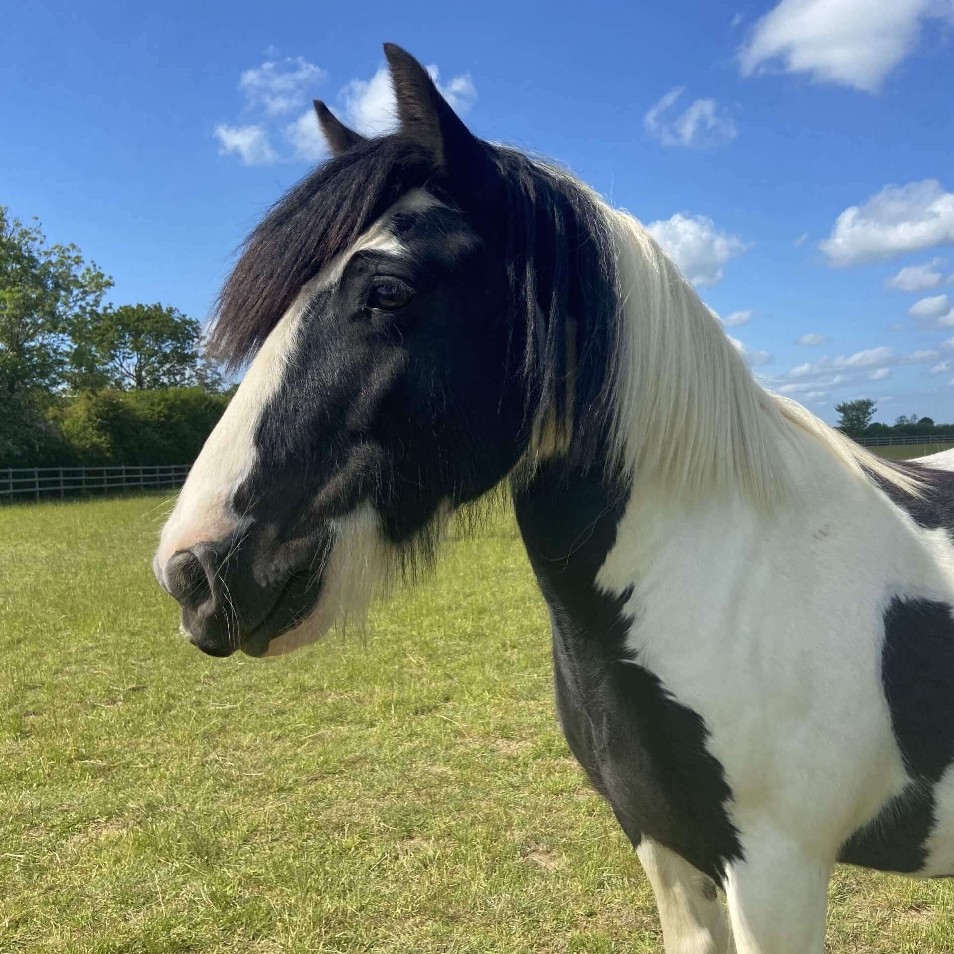 Sponsor Star Frazzle - Bransby Horses