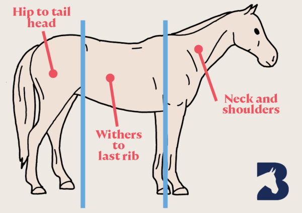 Body Condition Scoring - Bransby Horses