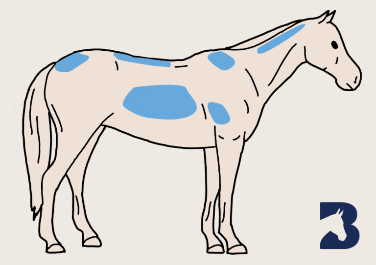 Body Condition Scoring - Bransby Horses