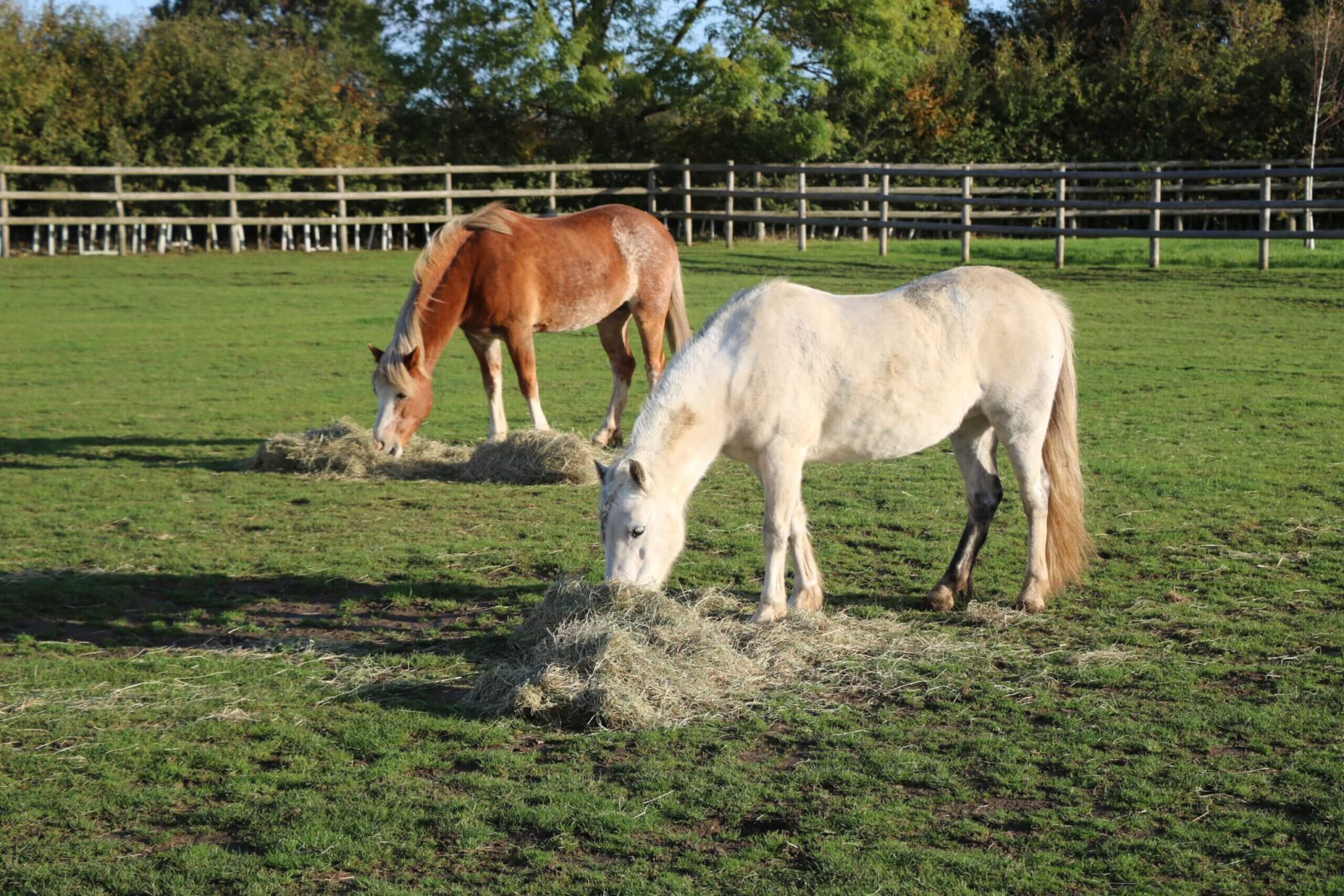 Grazing and Pasture - Equine Advice - Bransby Horses