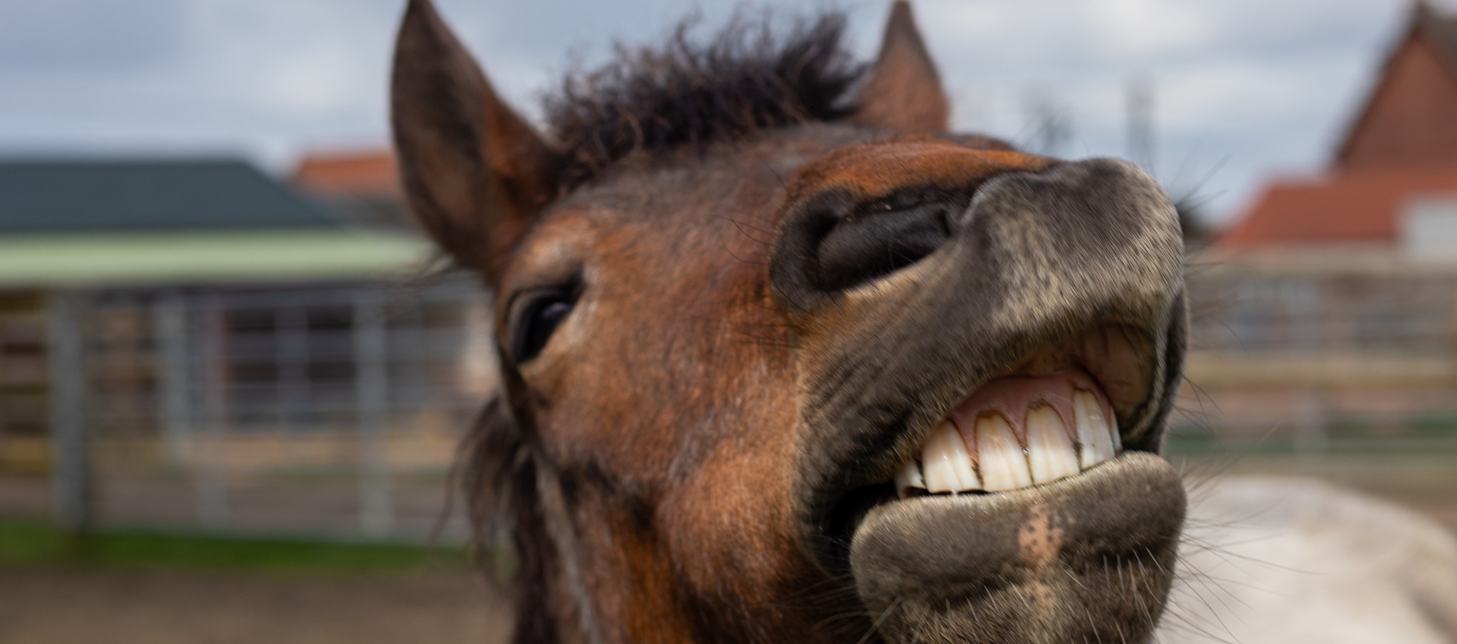 Equine Teeth - What We Do - Equine Advice - Bransby Horses