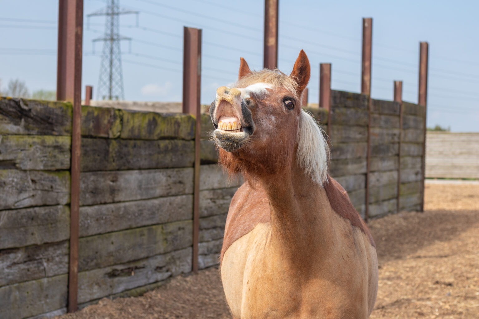 Equine Teeth - What We Do - Equine Advice - Bransby Horses