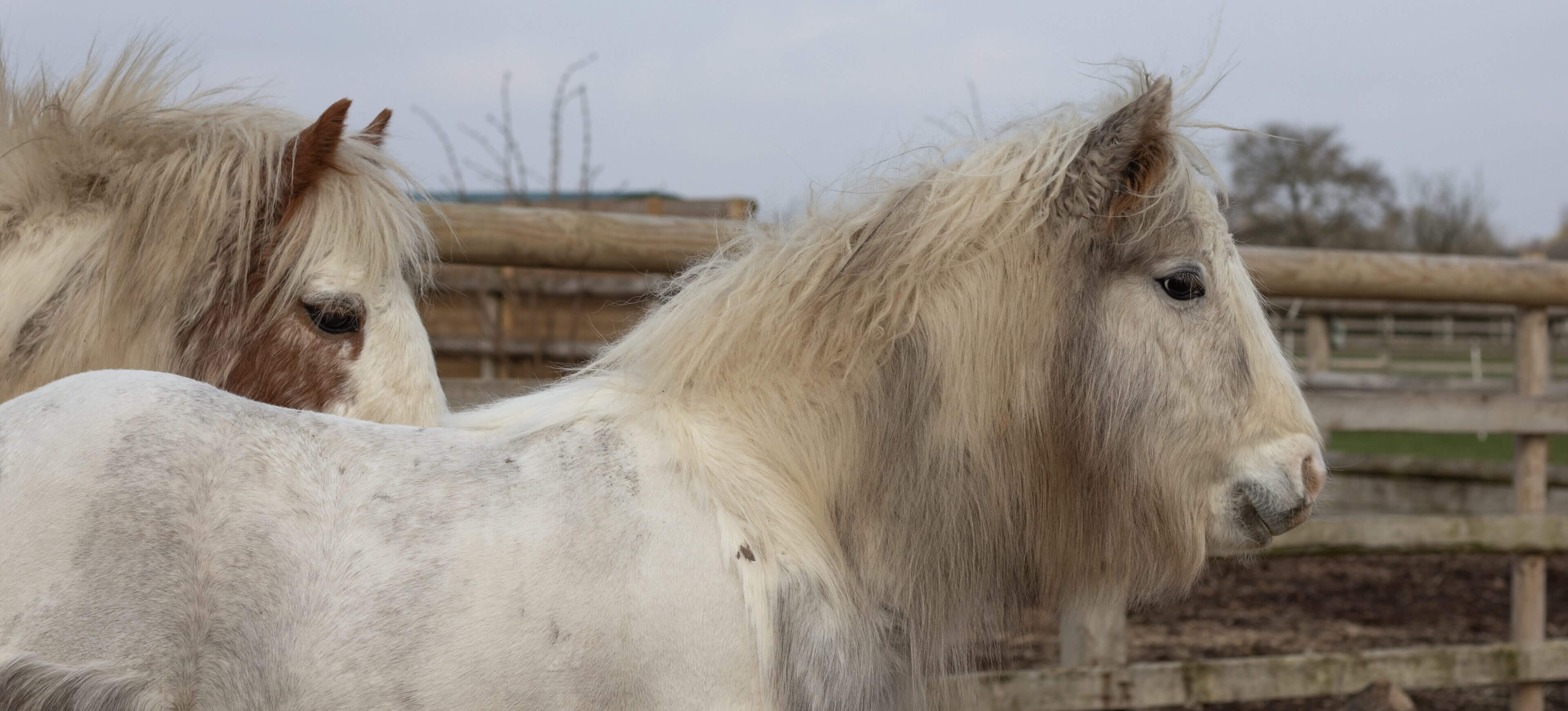 Equine Behaviour - Equine Advice - Bransby Horses