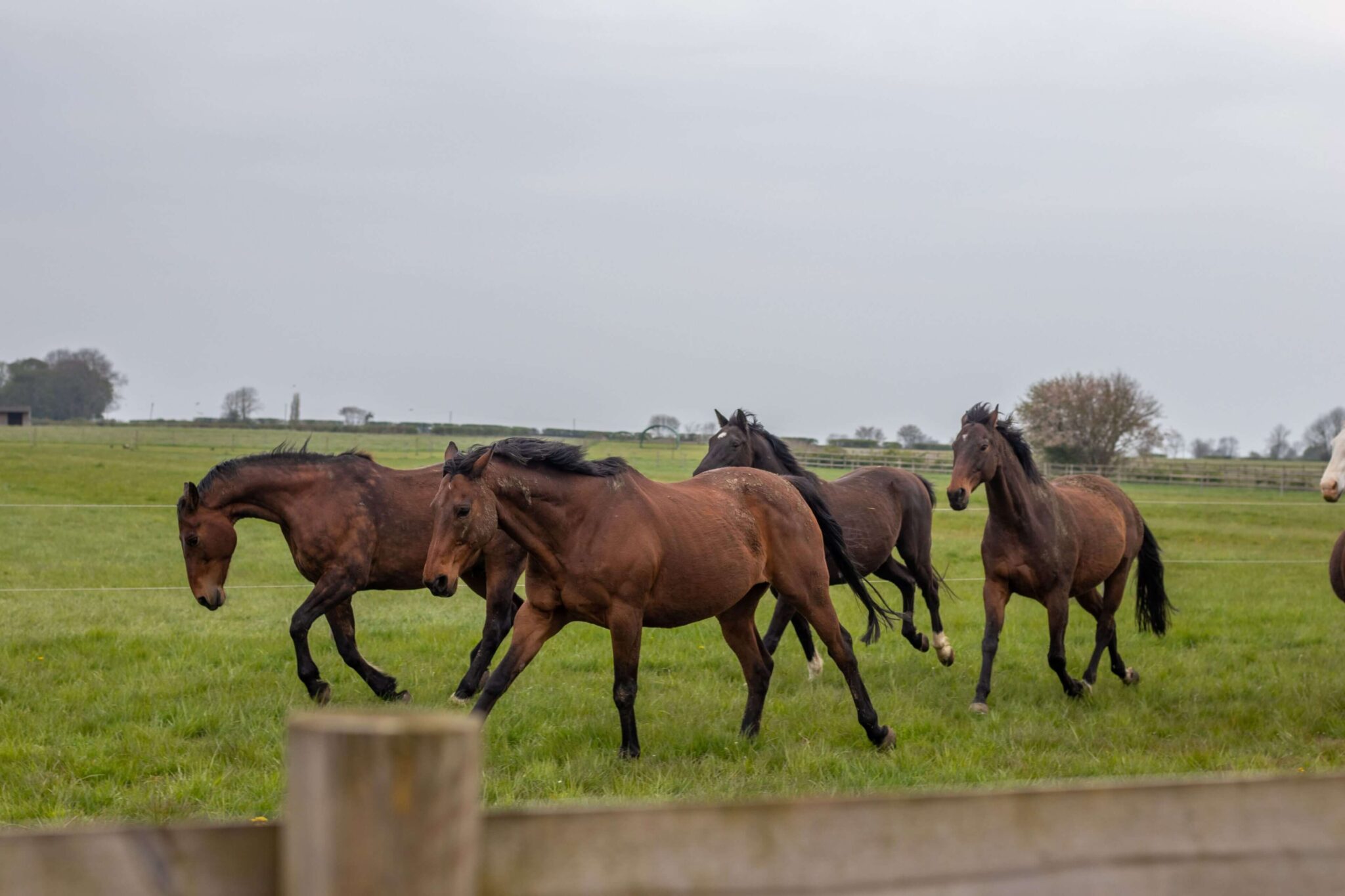 Equine Behaviour - Equine Advice - Bransby Horses