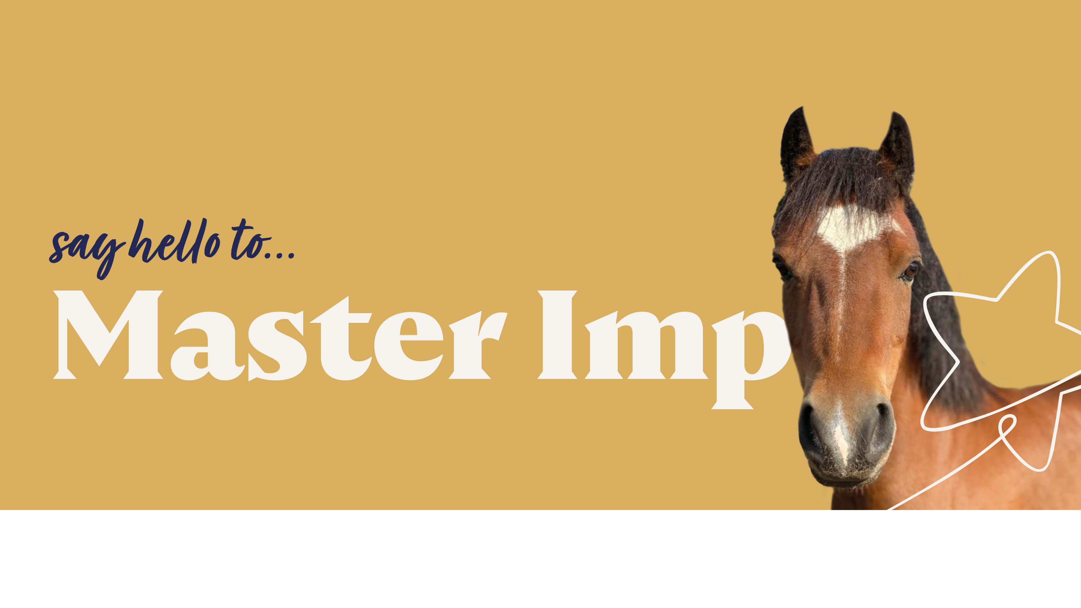 Master Imp - Sponsor a Horse - Bransby Horses