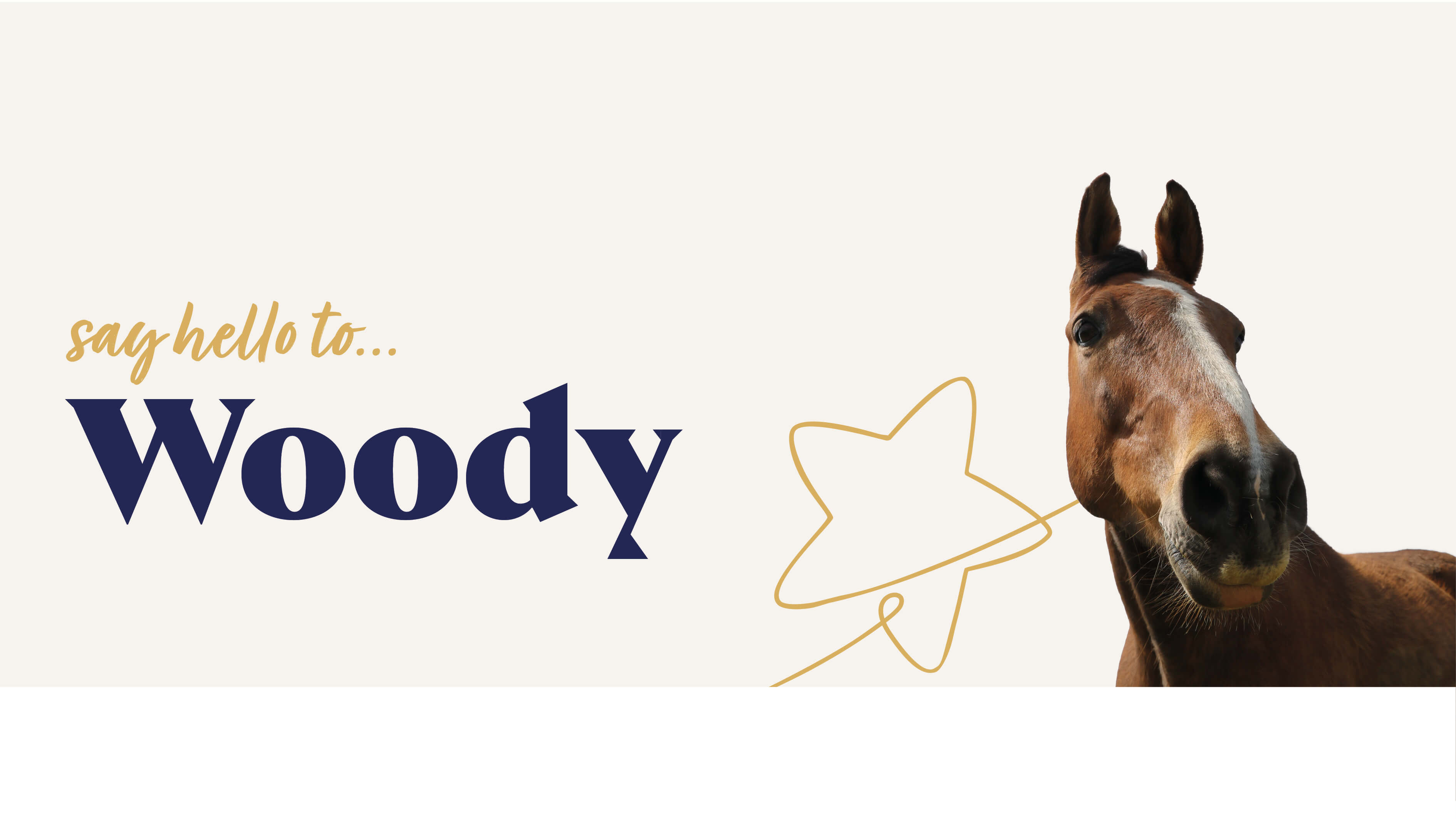 Woody - Sponsor a Horse - Bransby Horses