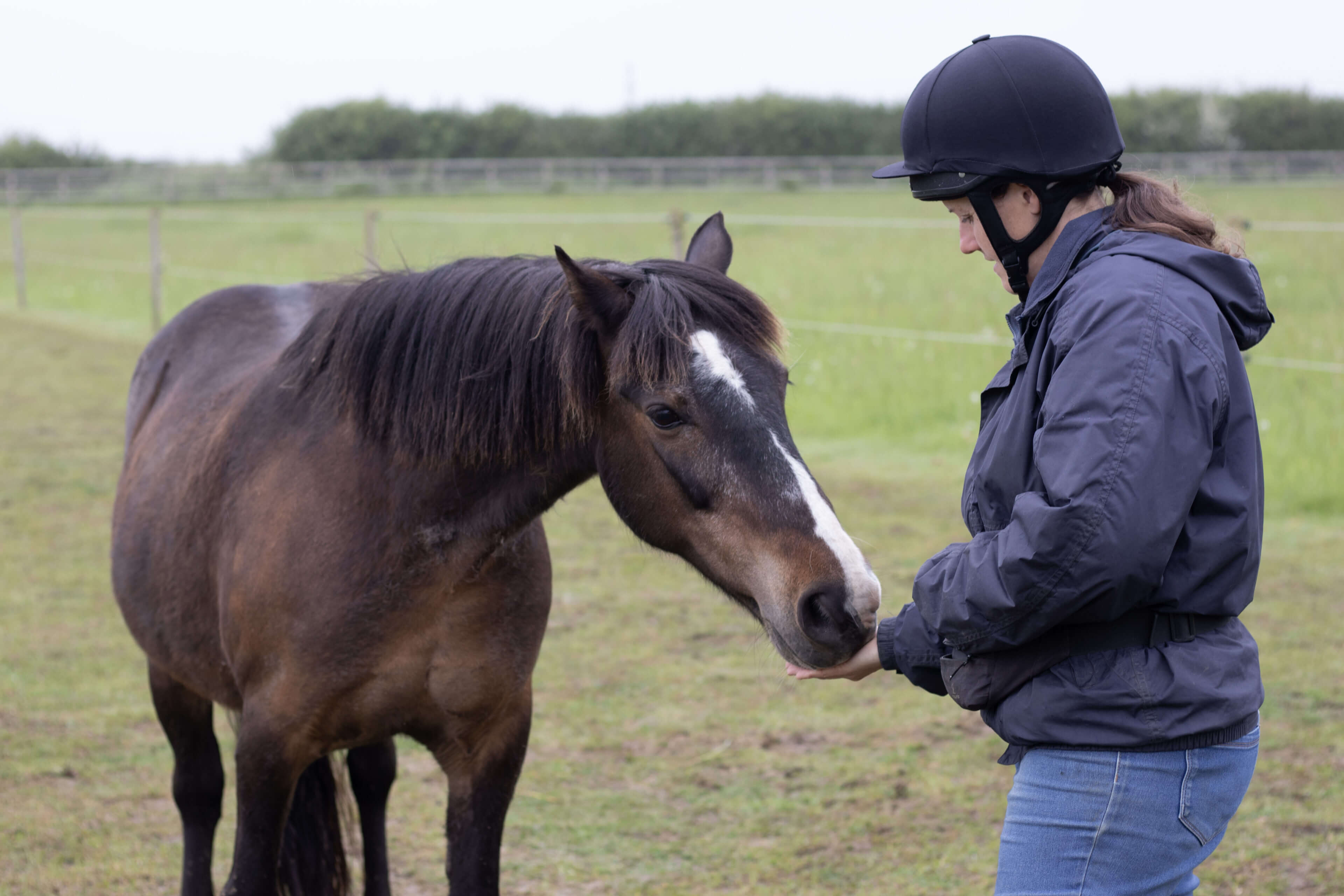 Mental and Affective State - Equine Advice - Bransby Horses