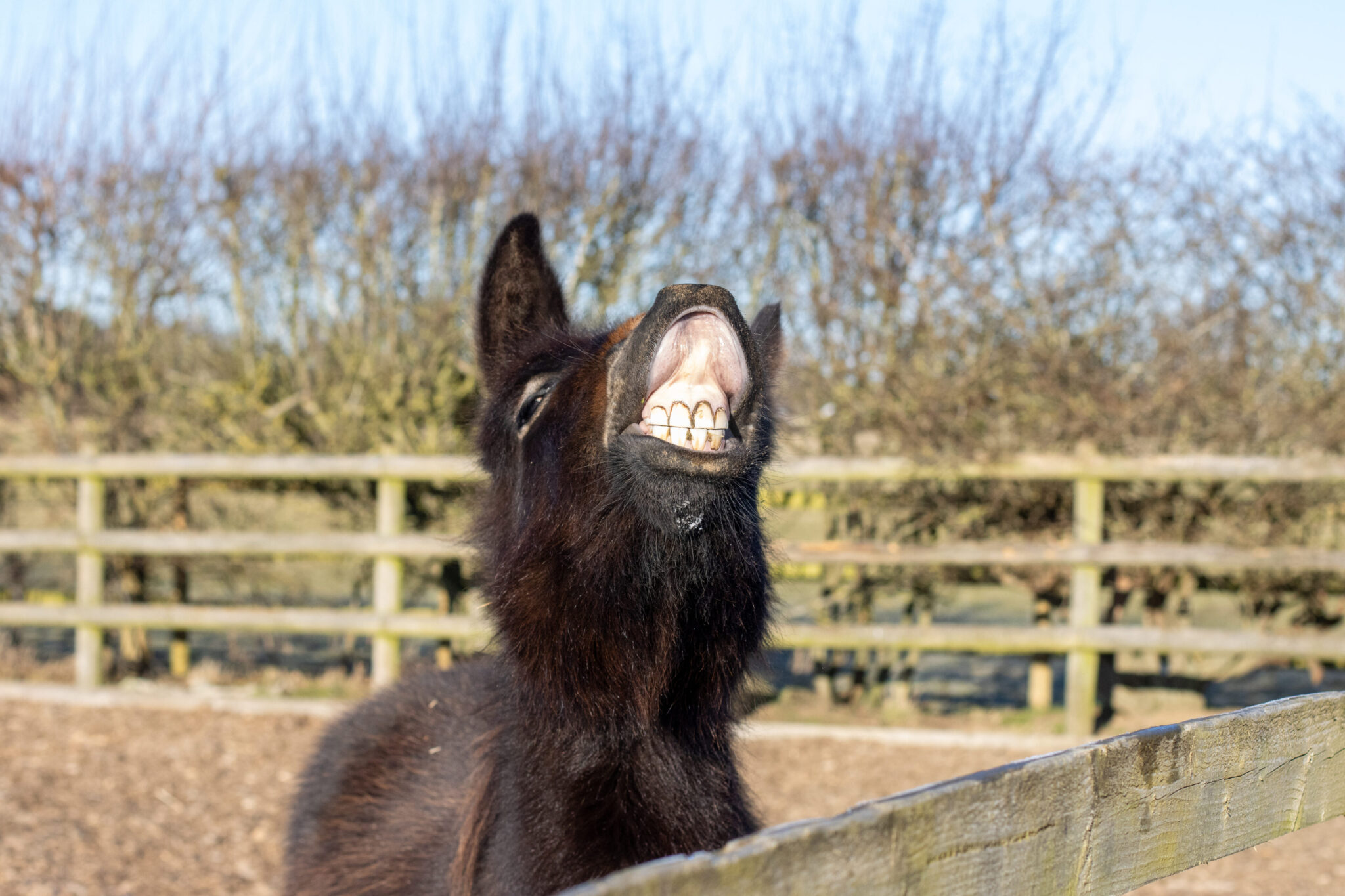 Equine Teeth - What We Do - Equine Advice - Bransby Horses